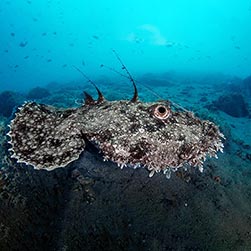 Lophius piscatorius - Monaco Nature Encyclopedia