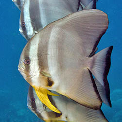 Platax teira - Monaco Nature Encyclopedia