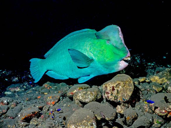 Bolbometopon muricatum - Monaco Nature Encyclopedia