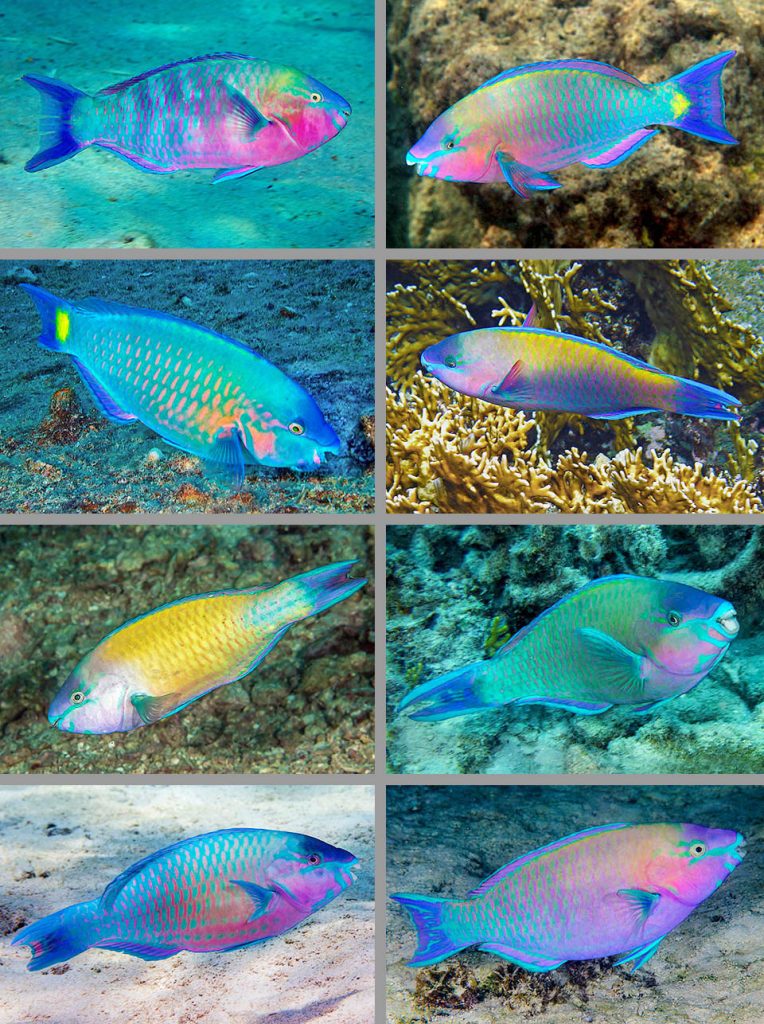 Scarus psittacus - Monaco Nature Encyclopedia