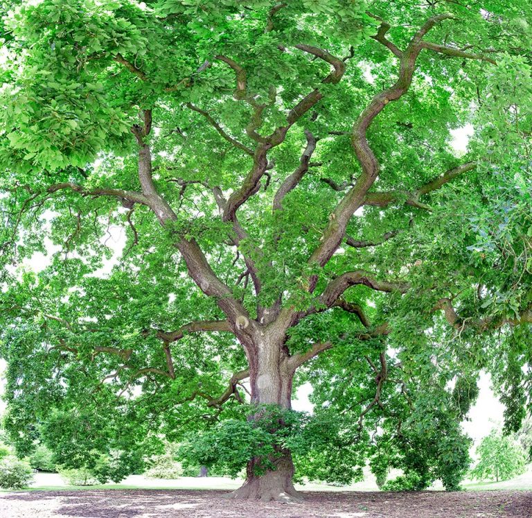 Quercus petraea - Monaco Nature Encyclopedia