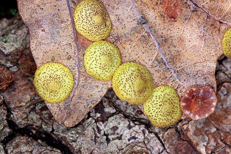 Quercus petraea - Monaco Nature Encyclopedia