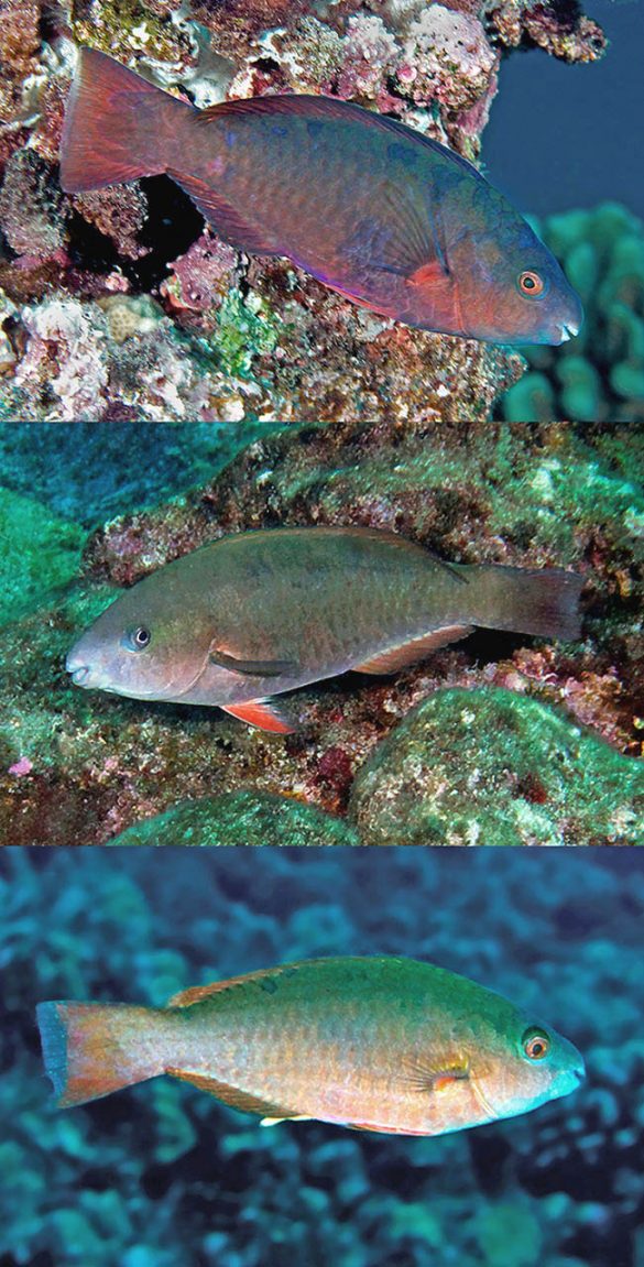 Scarus psittacus - Monaco Nature Encyclopedia