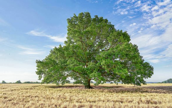 Quercus petraea - Monaco Nature Encyclopedia