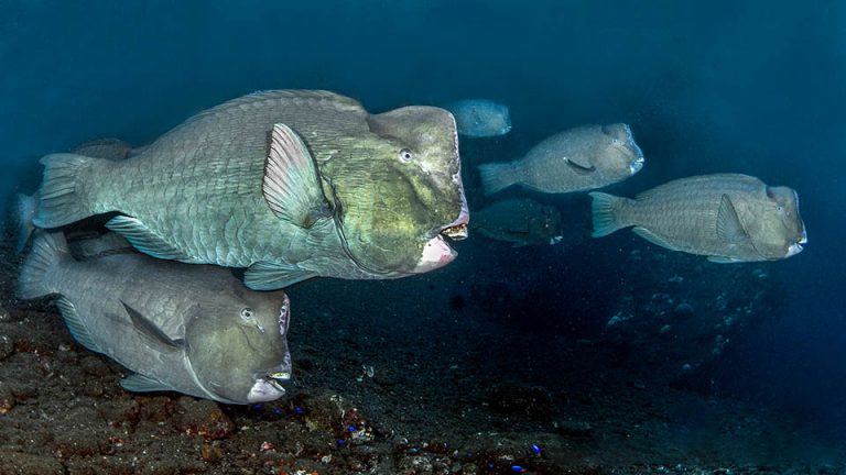 Bolbometopon muricatum - Monaco Nature Encyclopedia