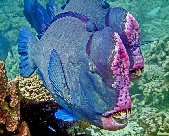 Bolbometopon muricatum - Monaco Nature Encyclopedia