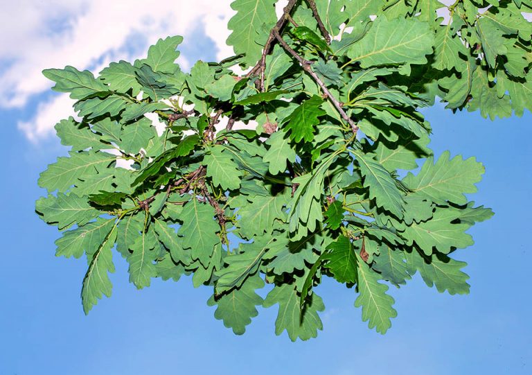 Quercus petraea - Monaco Nature Encyclopedia