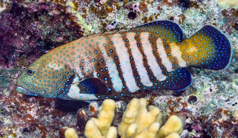 Cephalopholis argus - Monaco Nature Encyclopedia