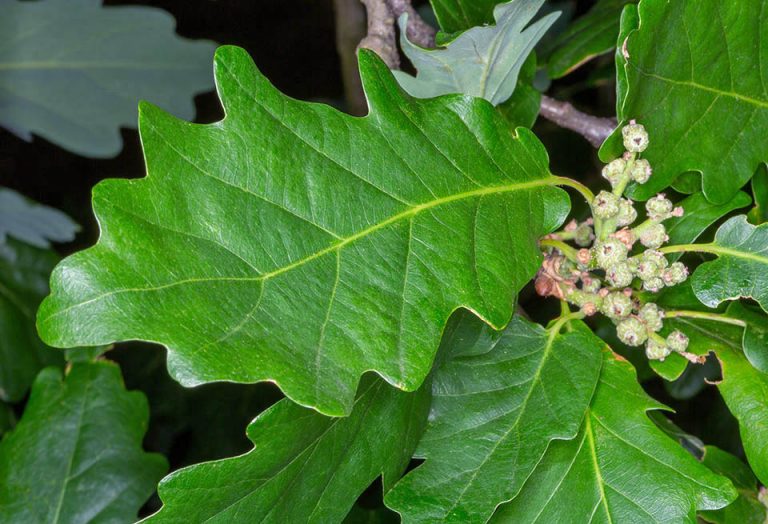 Quercus petraea - Monaco Nature Encyclopedia