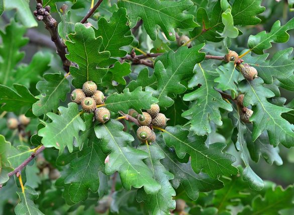 Quercus petraea - Monaco Nature Encyclopedia