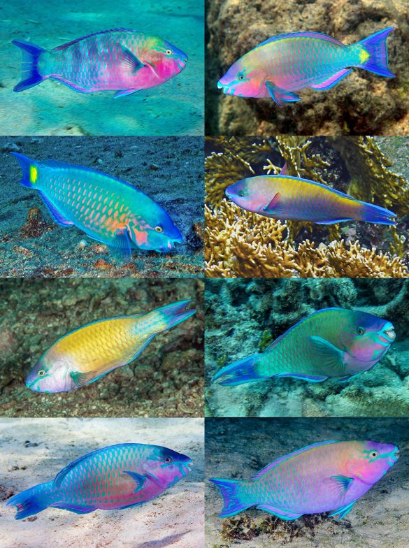 Scarus psittacus - Monaco Nature Encyclopedia