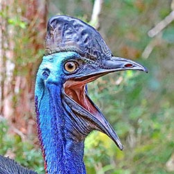 Struthioniformes Archivi - Monaco Nature Encyclopedia