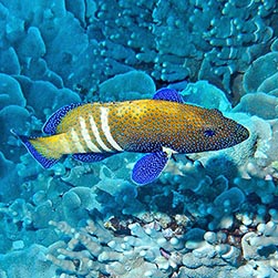 Cephalopholis argus - Monaco Nature Encyclopedia