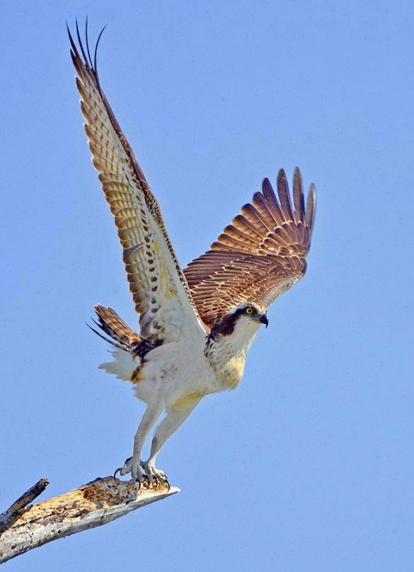 Pandion haliaetus - Monaco Nature Encyclopedia