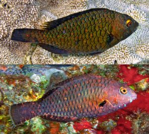 Calotomus carolinus - Monaco Nature Encyclopedia