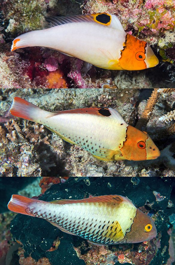 Cetoscarus ocellatus - Monaco Nature Encyclopedia
