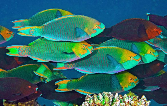 Scarus prasiognathos - Monaco Nature Encyclopedia