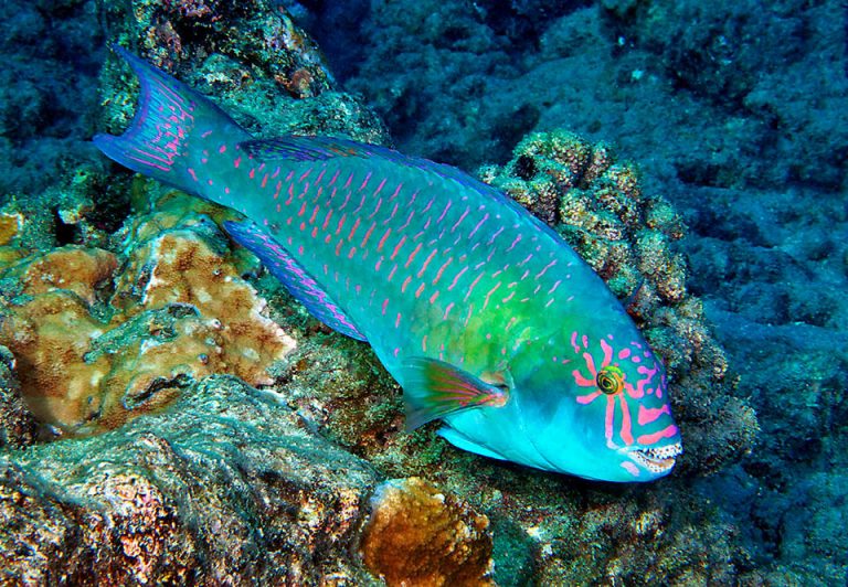 Calotomus carolinus - Monaco Nature Encyclopedia