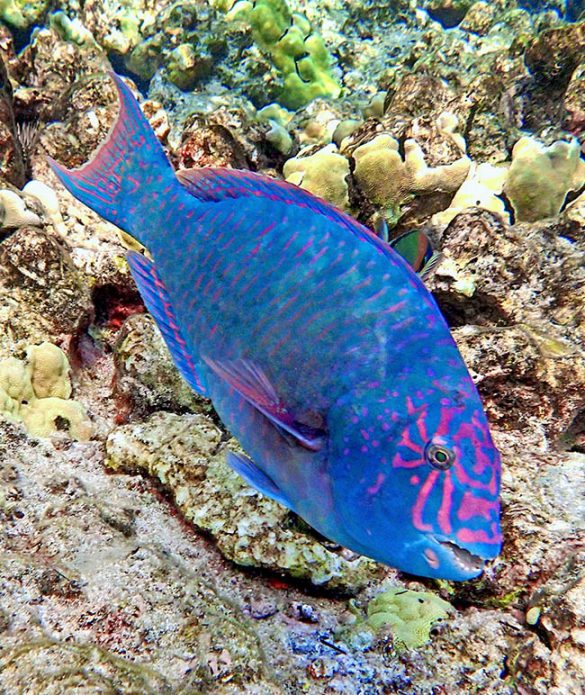 Calotomus carolinus - Monaco Nature Encyclopedia