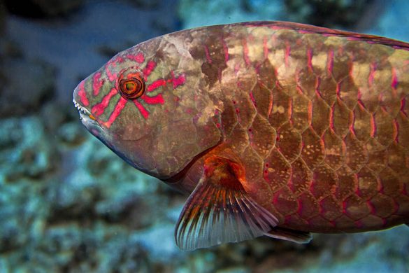 Calotomus carolinus - Monaco Nature Encyclopedia