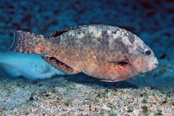 Calotomus carolinus - Monaco Nature Encyclopedia