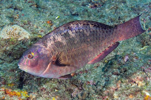 Calotomus carolinus - Monaco Nature Encyclopedia