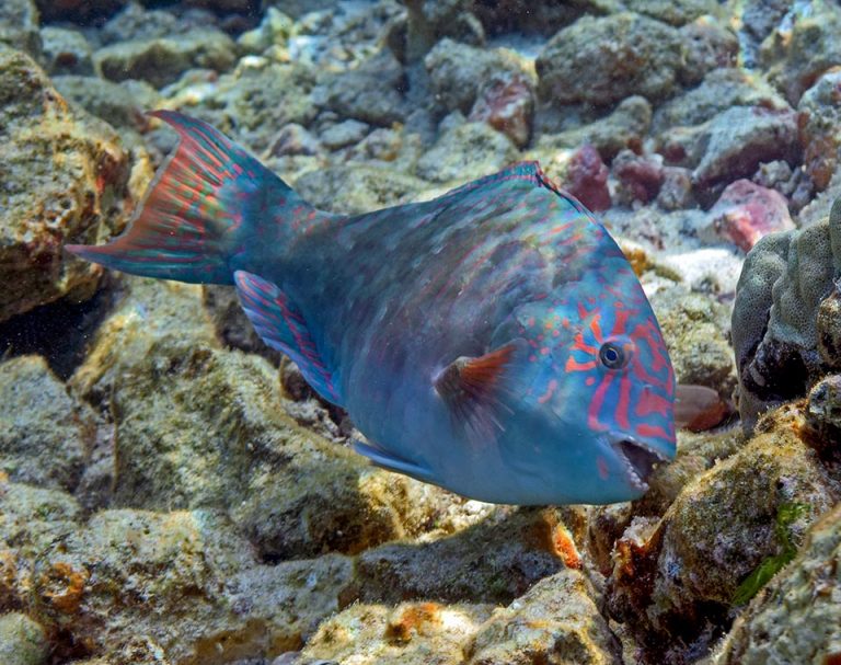 Calotomus carolinus - Monaco Nature Encyclopedia