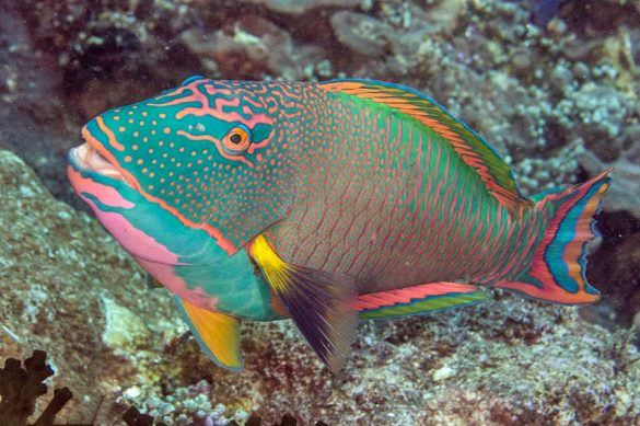 Cetoscarus ocellatus - Monaco Nature Encyclopedia