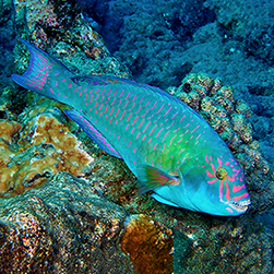 Scaridae Archivi - Monaco Nature Encyclopedia