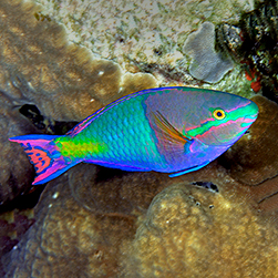 Scaridae Archivi - Monaco Nature Encyclopedia