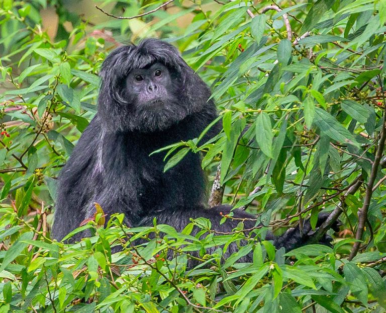Trachypithecus auratus - Monaco Nature Encyclopedia