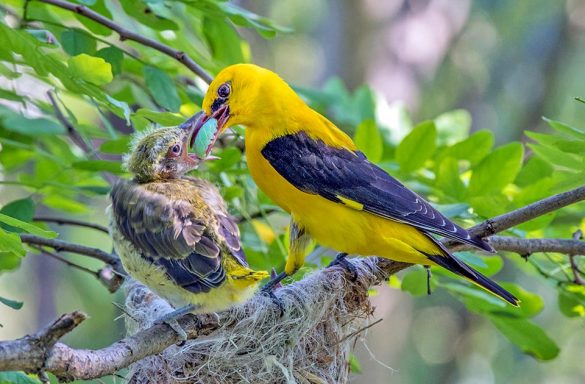 Oriolus oriolus - Monaco Nature Encyclopedia