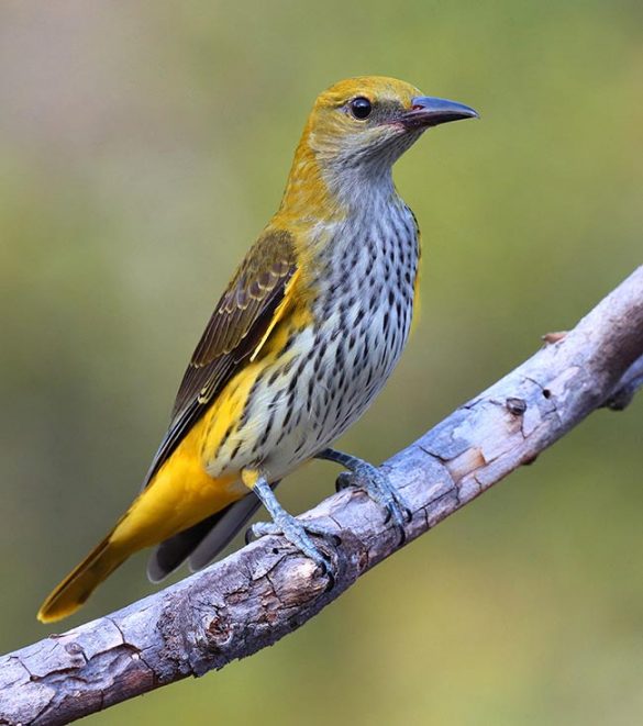 Oriolus oriolus - Monaco Nature Encyclopedia