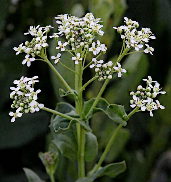 Lepidium draba - Monaco Nature Encyclopedia