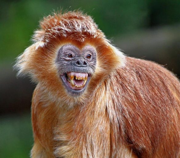 Trachypithecus auratus - Monaco Nature Encyclopedia