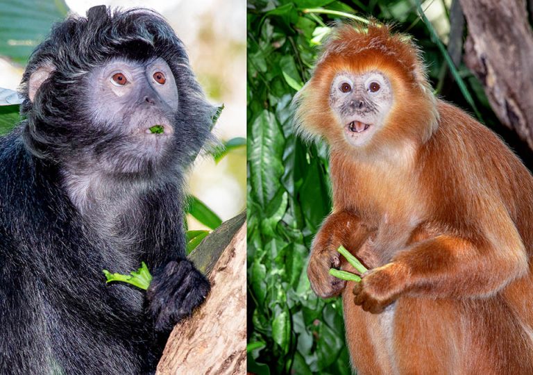 Trachypithecus auratus - Monaco Nature Encyclopedia