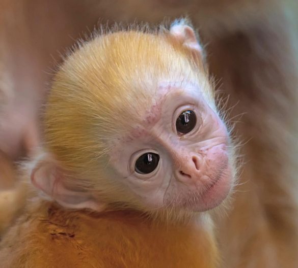 Trachypithecus auratus - Monaco Nature Encyclopedia