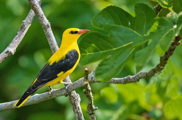 Oriolus oriolus - Monaco Nature Encyclopedia
