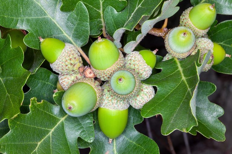Quercus pubescens - Monaco Nature Encyclopedia