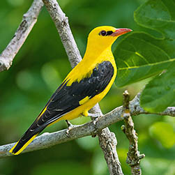 Oriolus oriolus - Monaco Nature Encyclopedia
