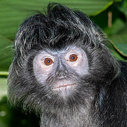 Trachypithecus auratus - Monaco Nature Encyclopedia