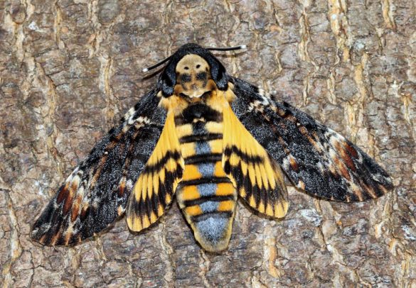 Acherontia atropos - Monaco Nature Encyclopedia