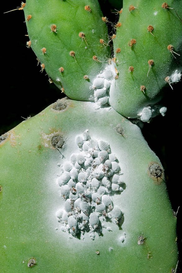 Dactylopius coccus - Monaco Nature Encyclopedia