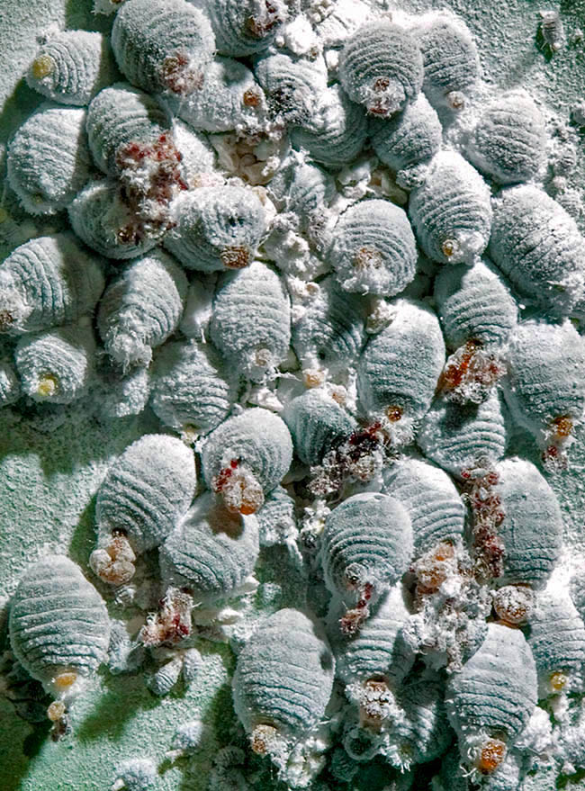 Dactylopius coccus - Monaco Nature Encyclopedia