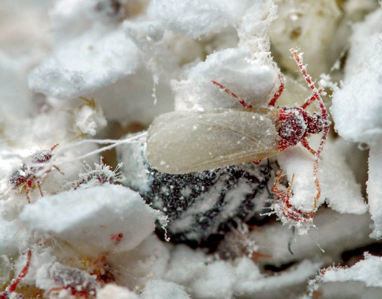 Dactylopius coccus - Monaco Nature Encyclopedia