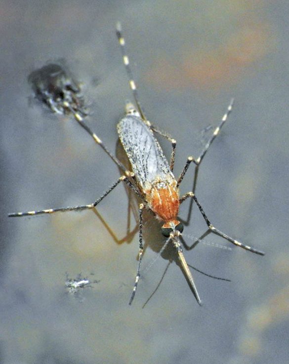 Ochlerotatus caspius - Monaco Nature Encyclopedia