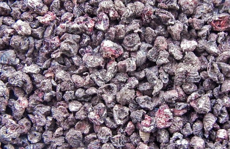 Dactylopius coccus - Monaco Nature Encyclopedia