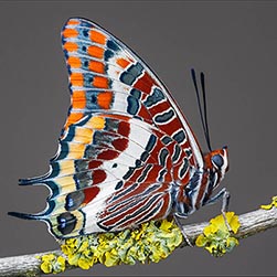 Charaxes jasius - Monaco Nature Encyclopedia