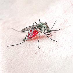Ochlerotatus caspius - Monaco Nature Encyclopedia