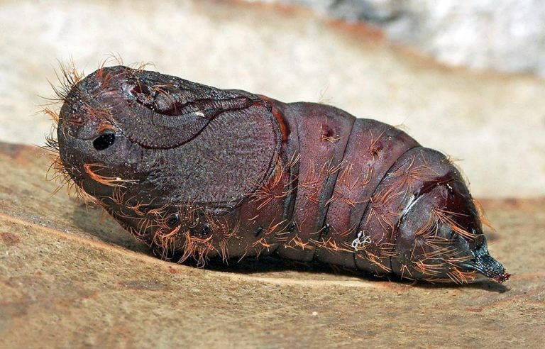 Lymantria dispar - Monaco Nature Encyclopedia